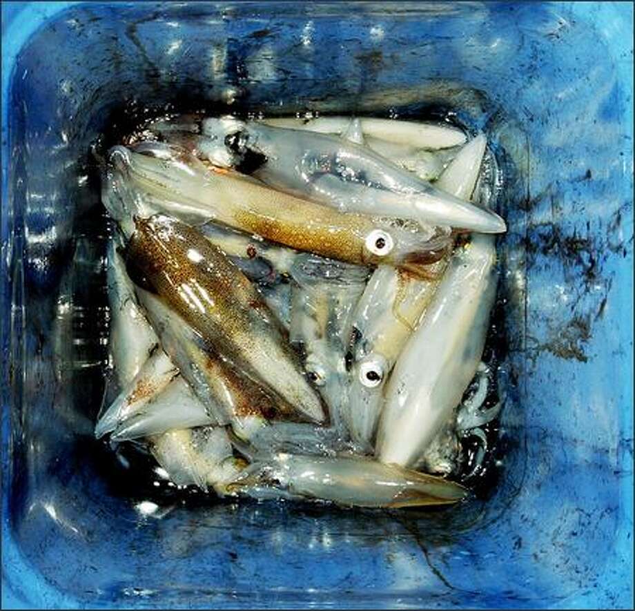 Jigging for squid: It's a fun and unique urban cultural experience ...