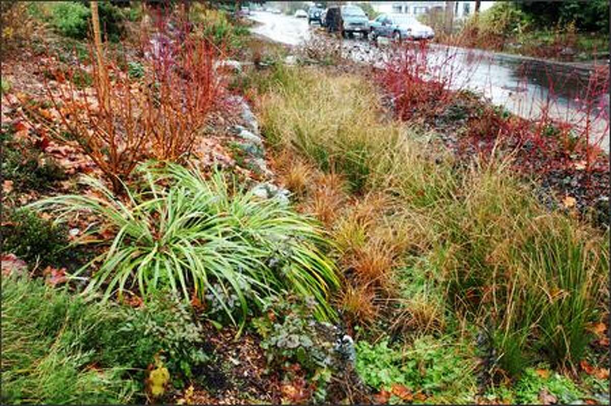 NW Gardens: Rain garden filters excess water