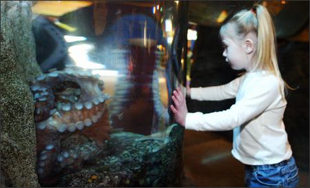 Octopus Week coming to Seattle Aquarium