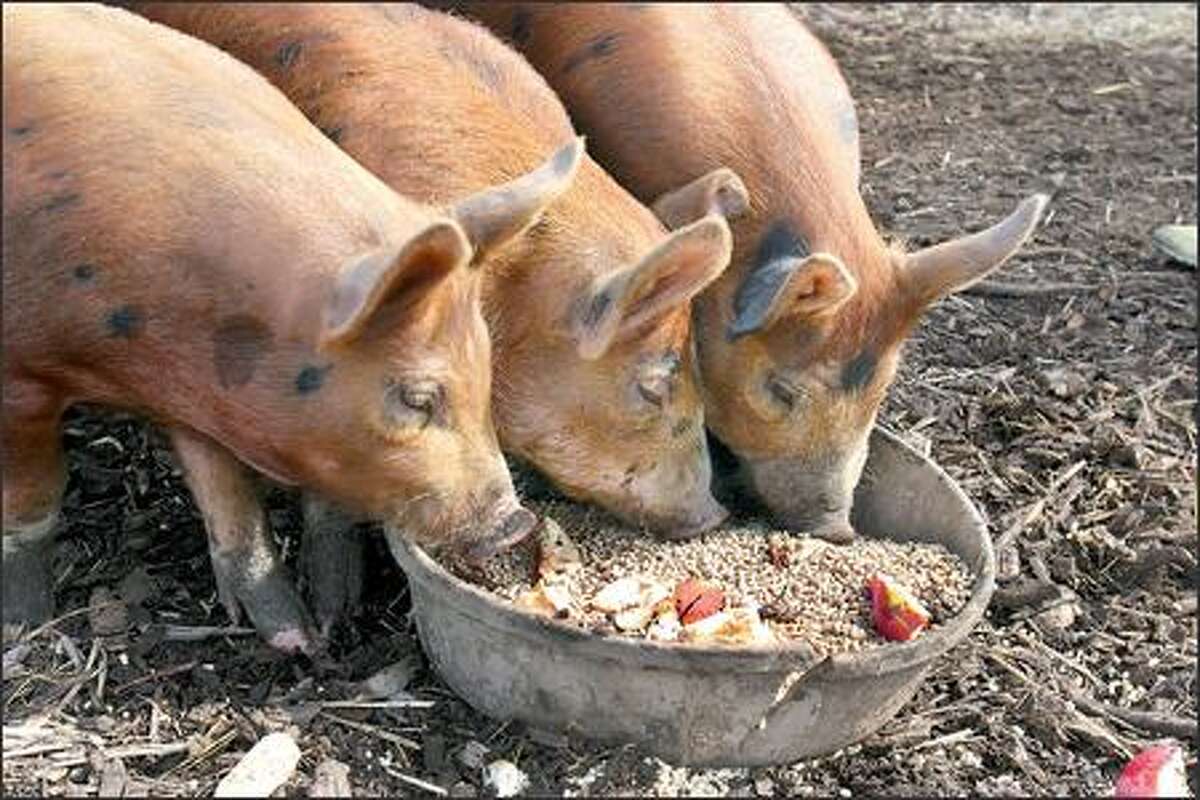 On Dining: It's a pig's life