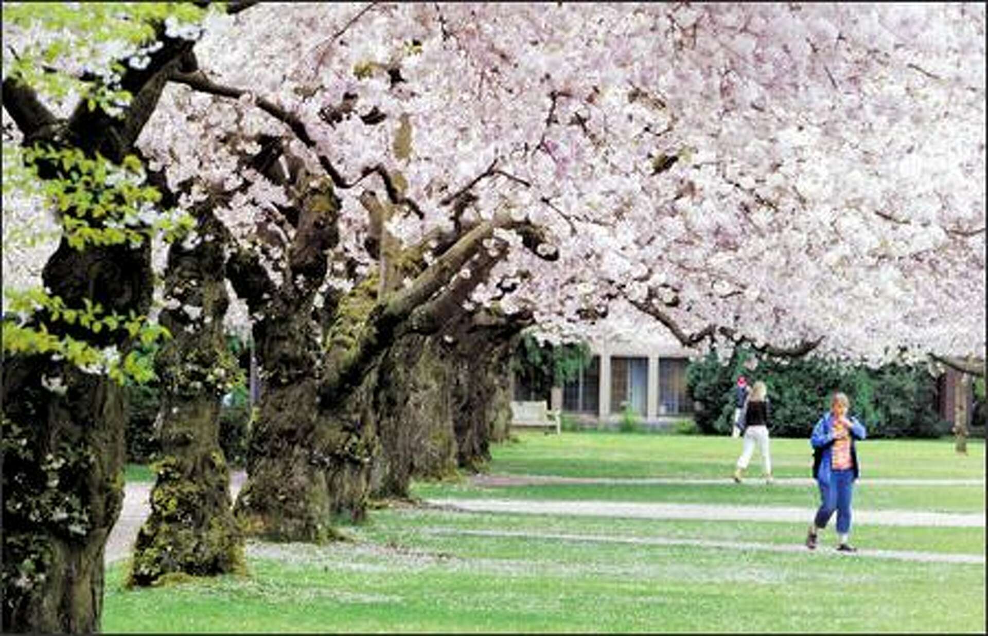 NW Gardens: Seattle's trees stand tall in his book