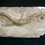 Fossil found of prehistoric snake with two rear legs - seattlepi.com