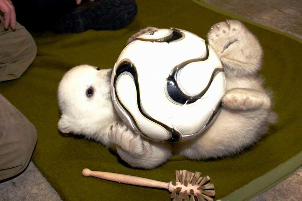 Polar bear Knut dies at German zoo