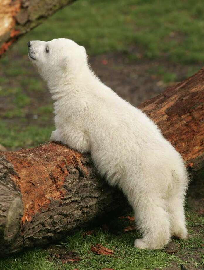 Polar bear Knut dies at German zoo - NewsTimes
