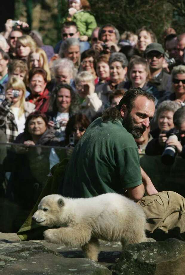 Polar bear Knut dies at German zoo - NewsTimes