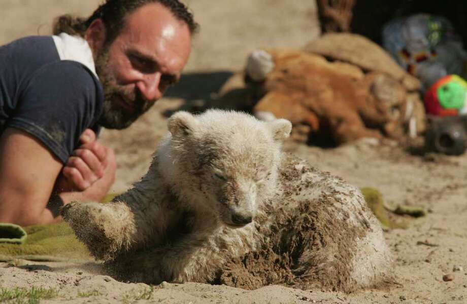 Polar bear Knut dies at German zoo - NewsTimes