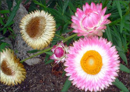 Give your garden 'immortality'