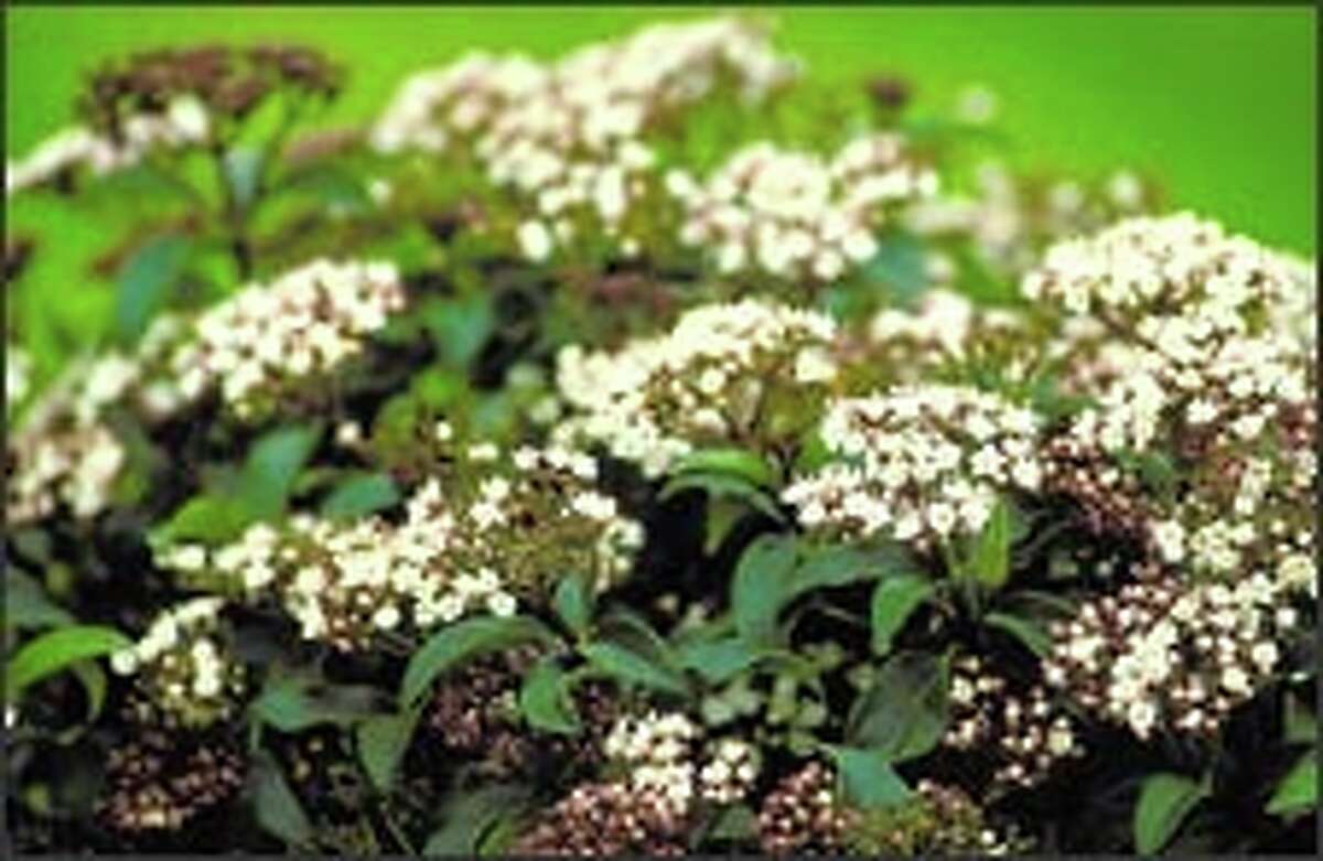 In gardening circles, the word is flat