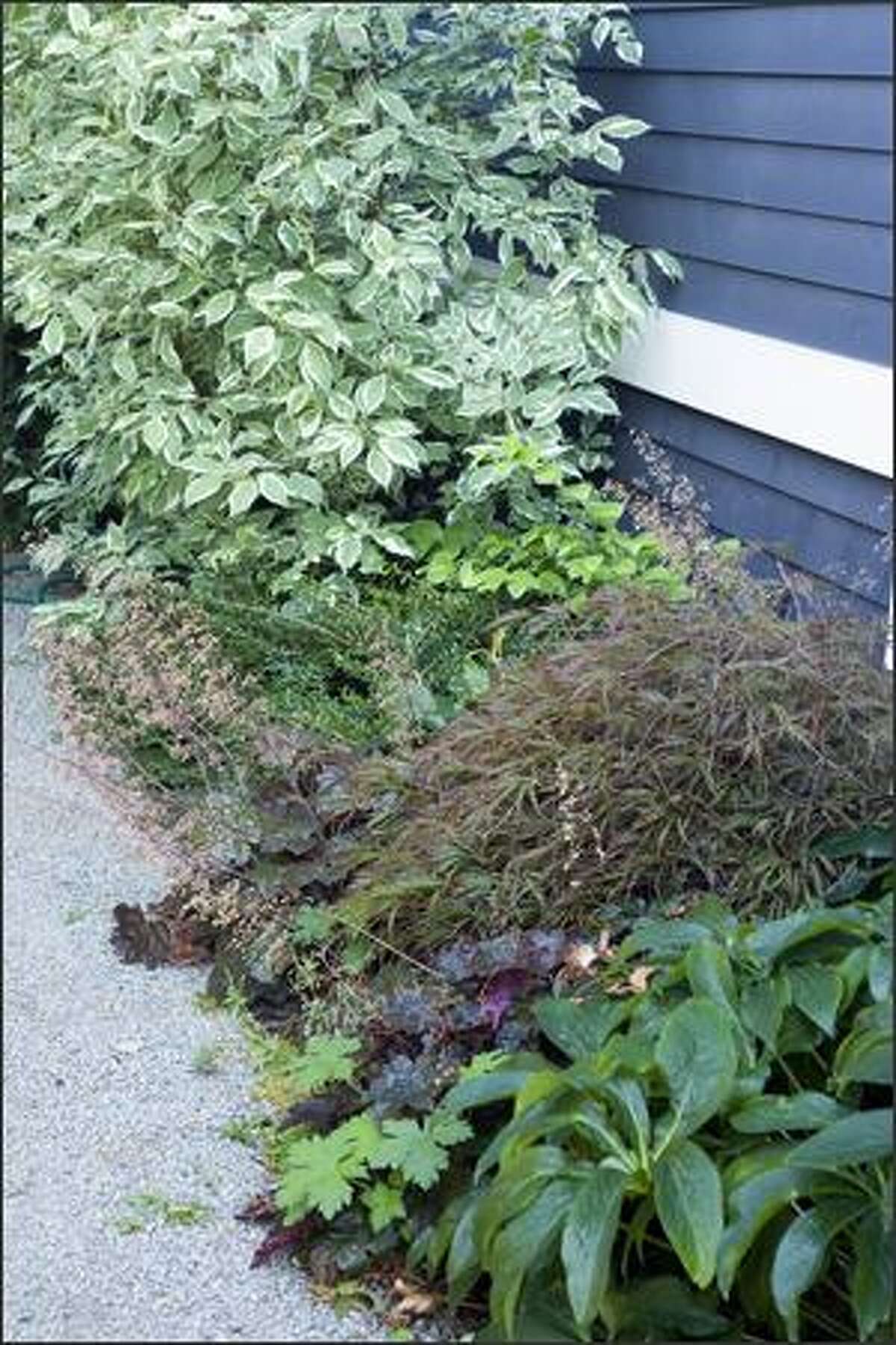 Northwest Gardens: Buffer zones can hide a fence, soften street noise ...