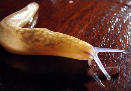 Ciscoe's To-do List: Let slugs and snails die happy (and childless ...