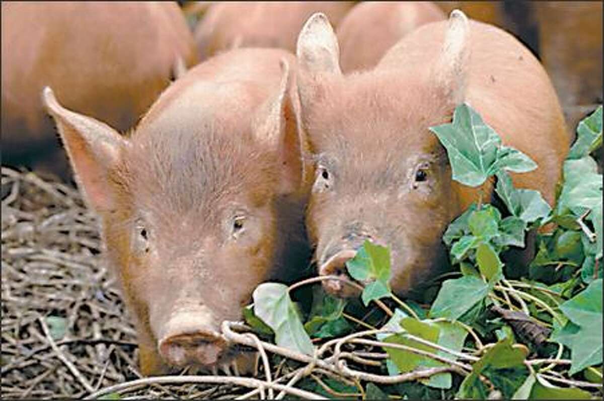 NW Gardens: Pigs, paths, new plants and plenty of fun at Scottish gardens