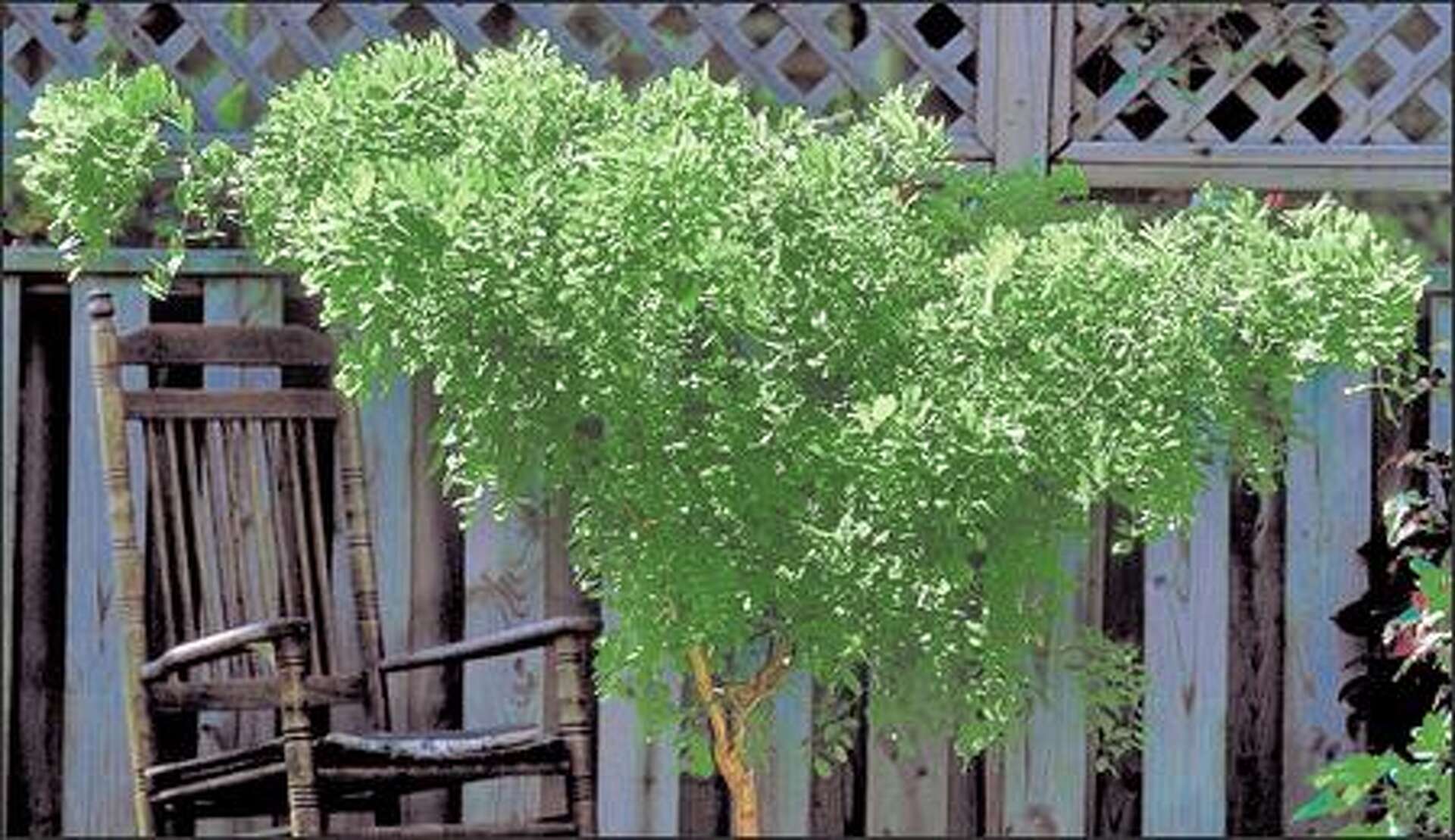 NW Gardens: Love trees but have no space? All you need is room for a pot