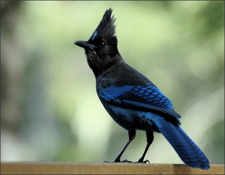 NW Gardens: Welcome to Birdland: Make your yard a landing strip for ...