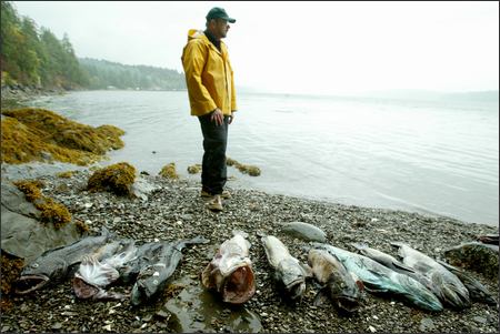 Bacteria thriving in Hood Canal