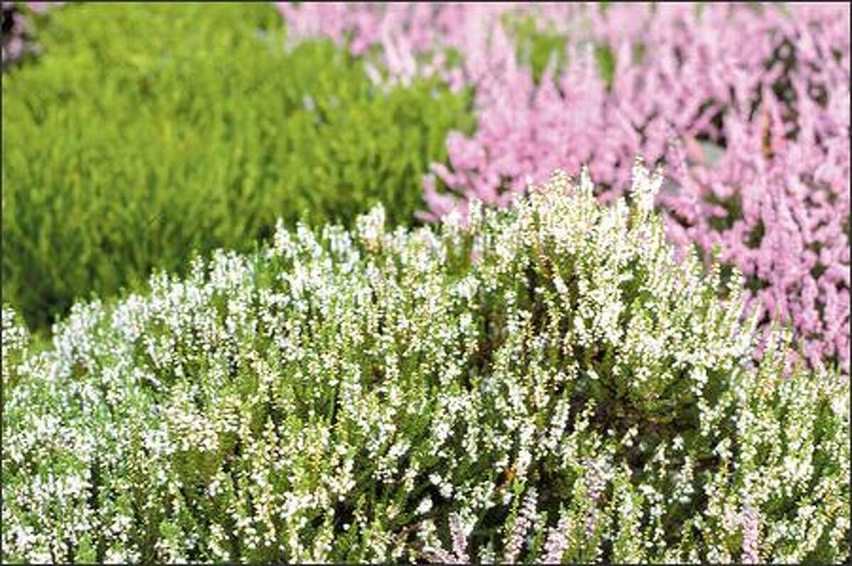 Heap on the heather for a colorful winter