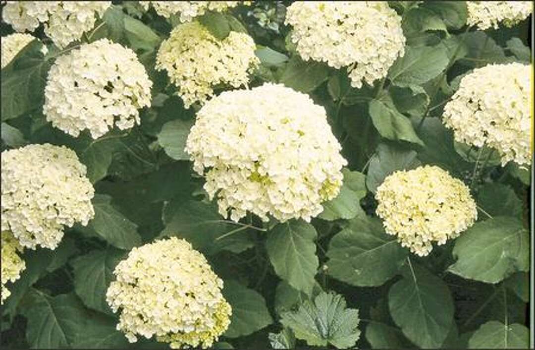 Ann's Organic Garden: Luscious hybrid hydrangeas are petite enough for ...