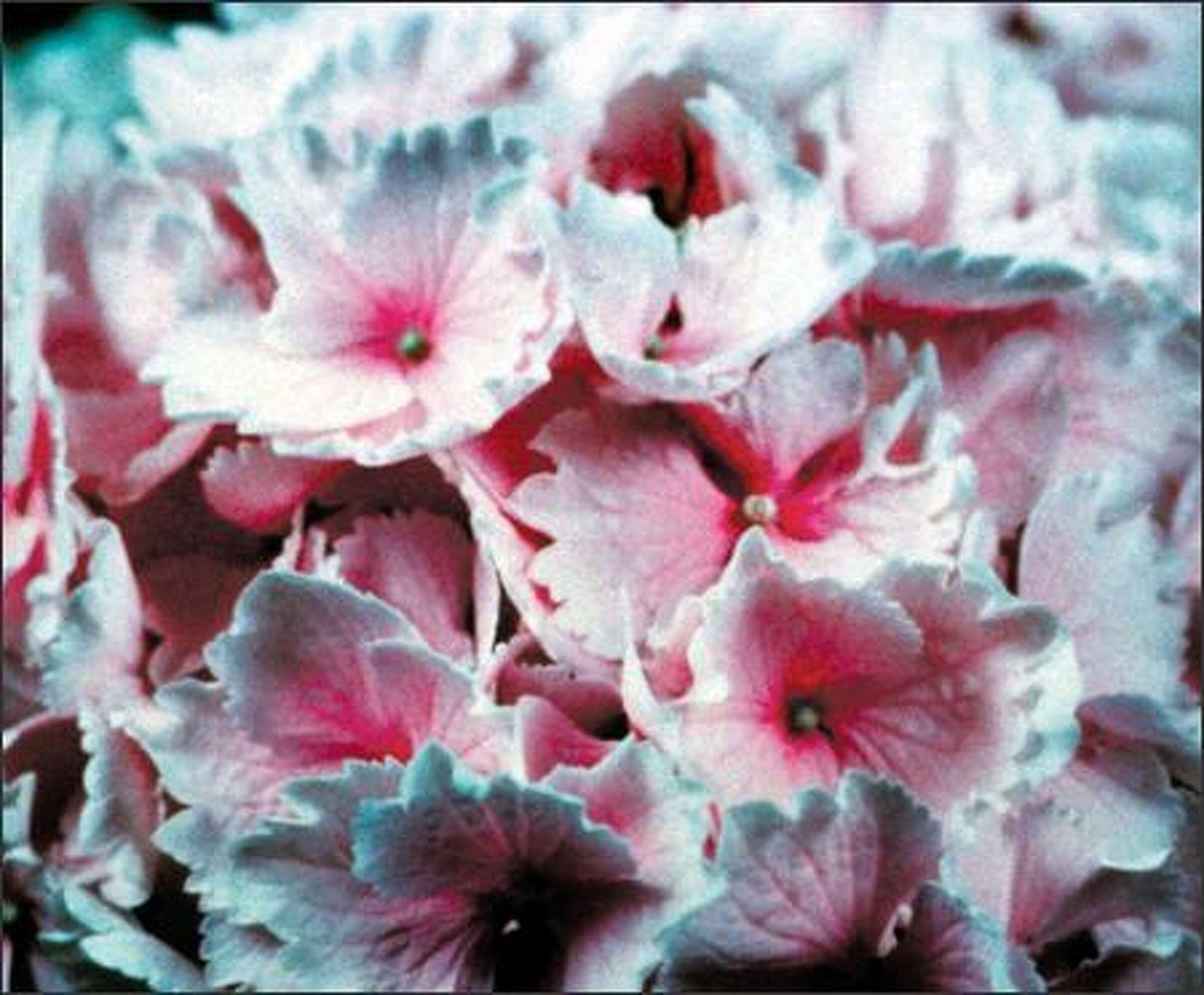 Ann's Organic Garden: Luscious hybrid hydrangeas are petite enough for ...