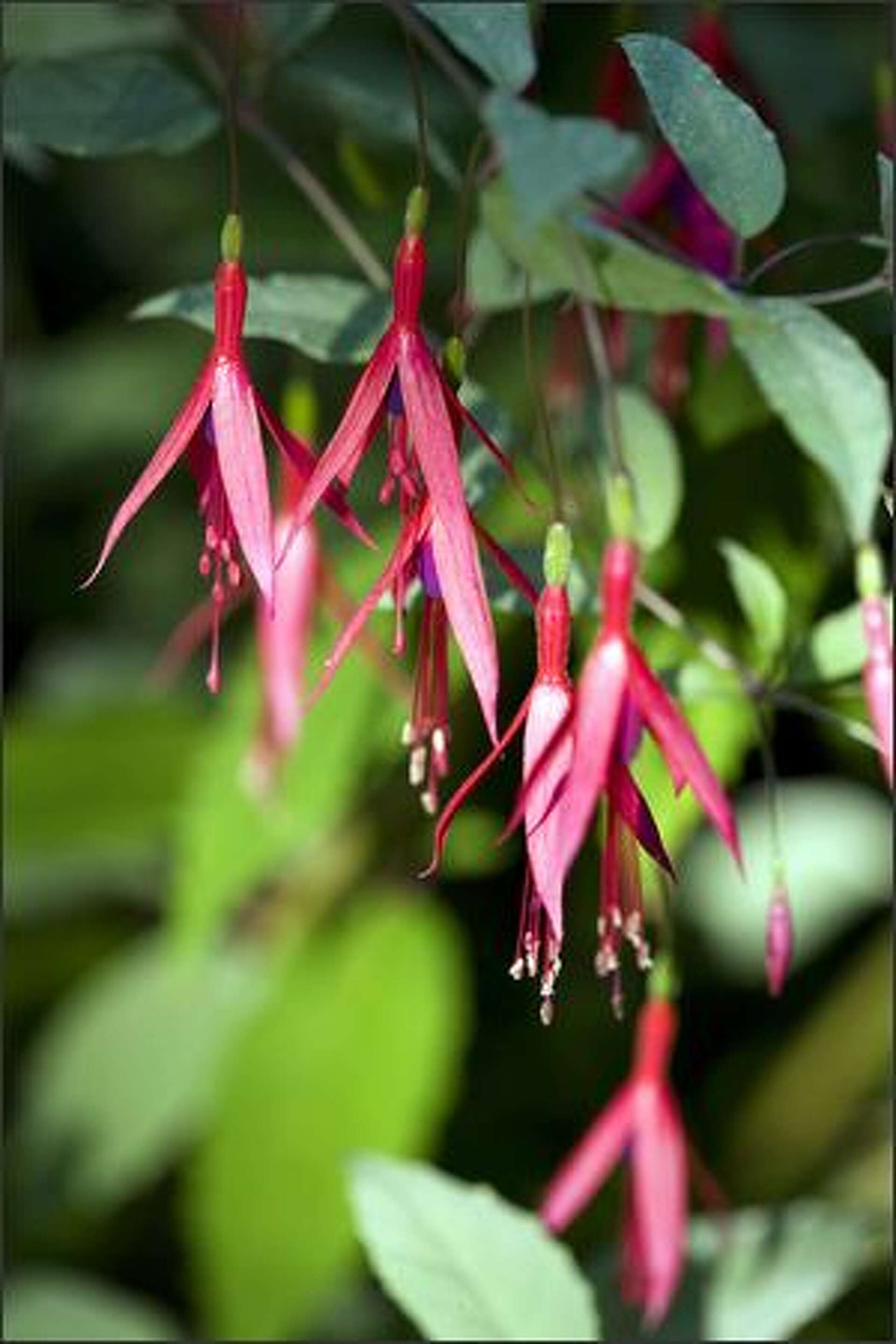NW Gardens: Flower power: Hardy fuchsias bloom for months and fit most ...