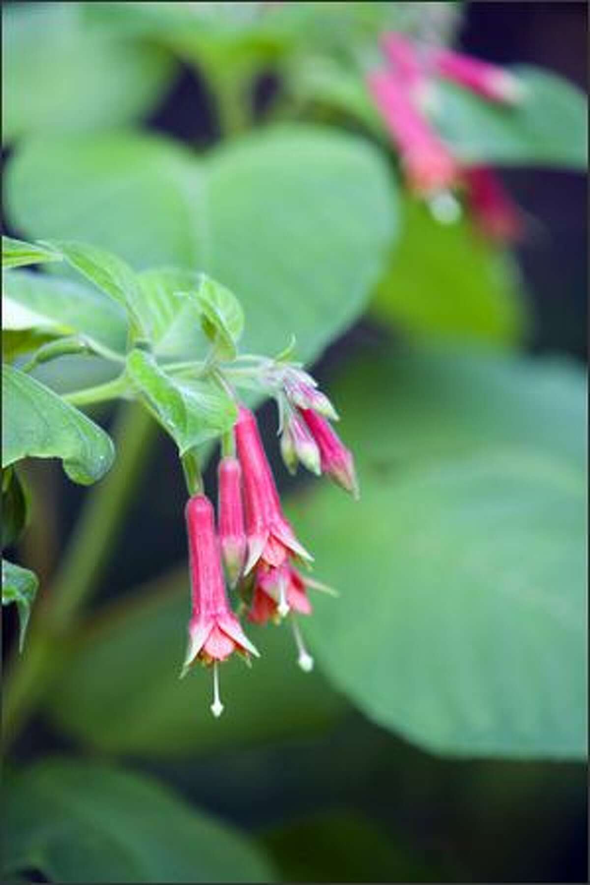 NW Gardens: Flower power: Hardy fuchsias bloom for months and fit most ...