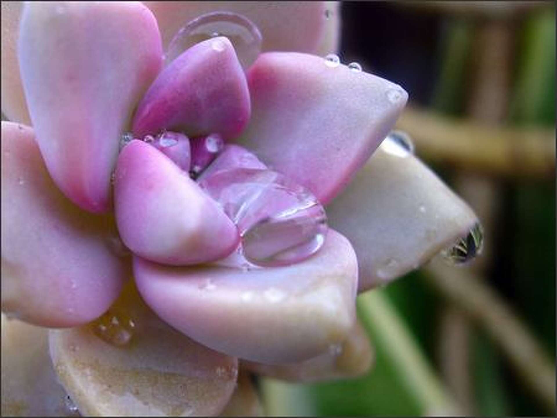 Ciscoe's To-do List: Crinkly leaved lion's mane maple gets a gold star ...