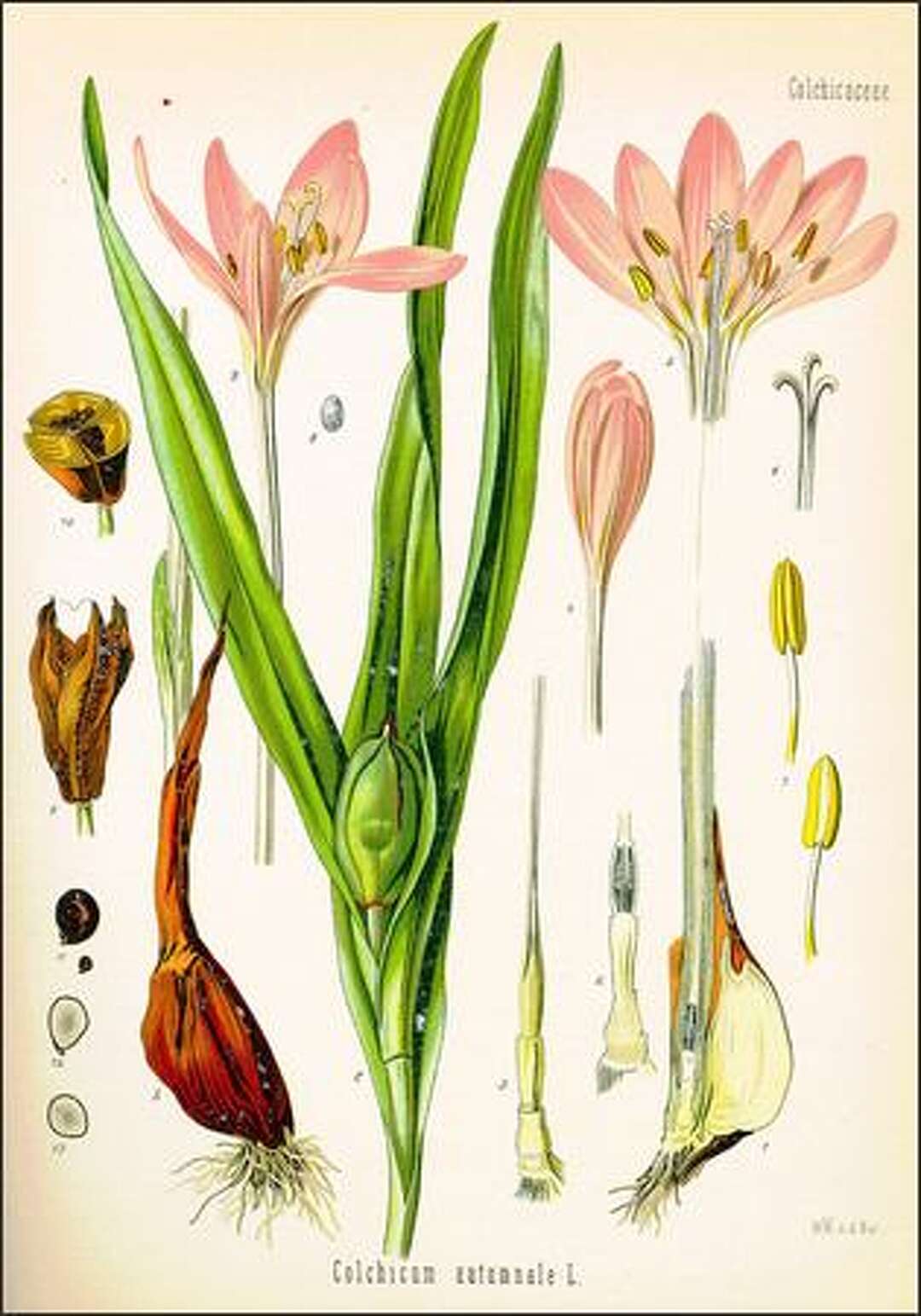 Botanical illustrations move from archives to Internet