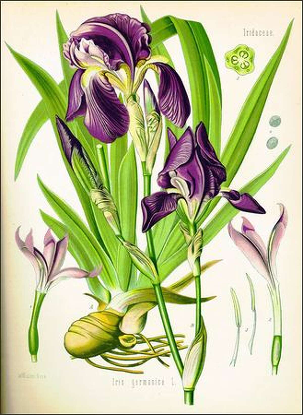 Botanical illustrations move from archives to Internet