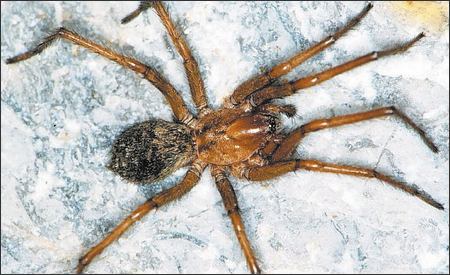 Creeping suspicions about story of hobo spider bite