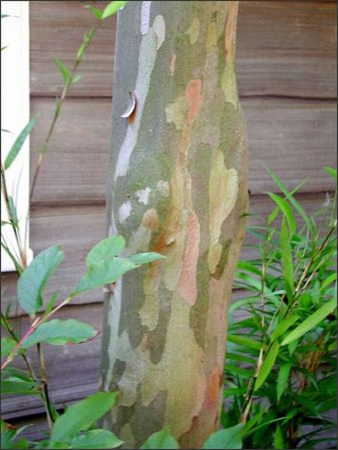 Nw Gardens: The best plants for the Northwest - seattlepi.com