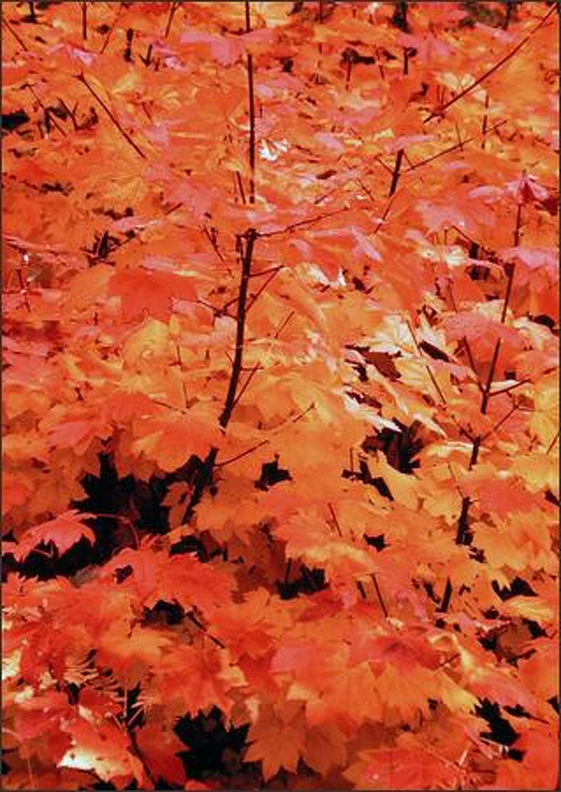 Nw Gardens: The best plants for the Northwest