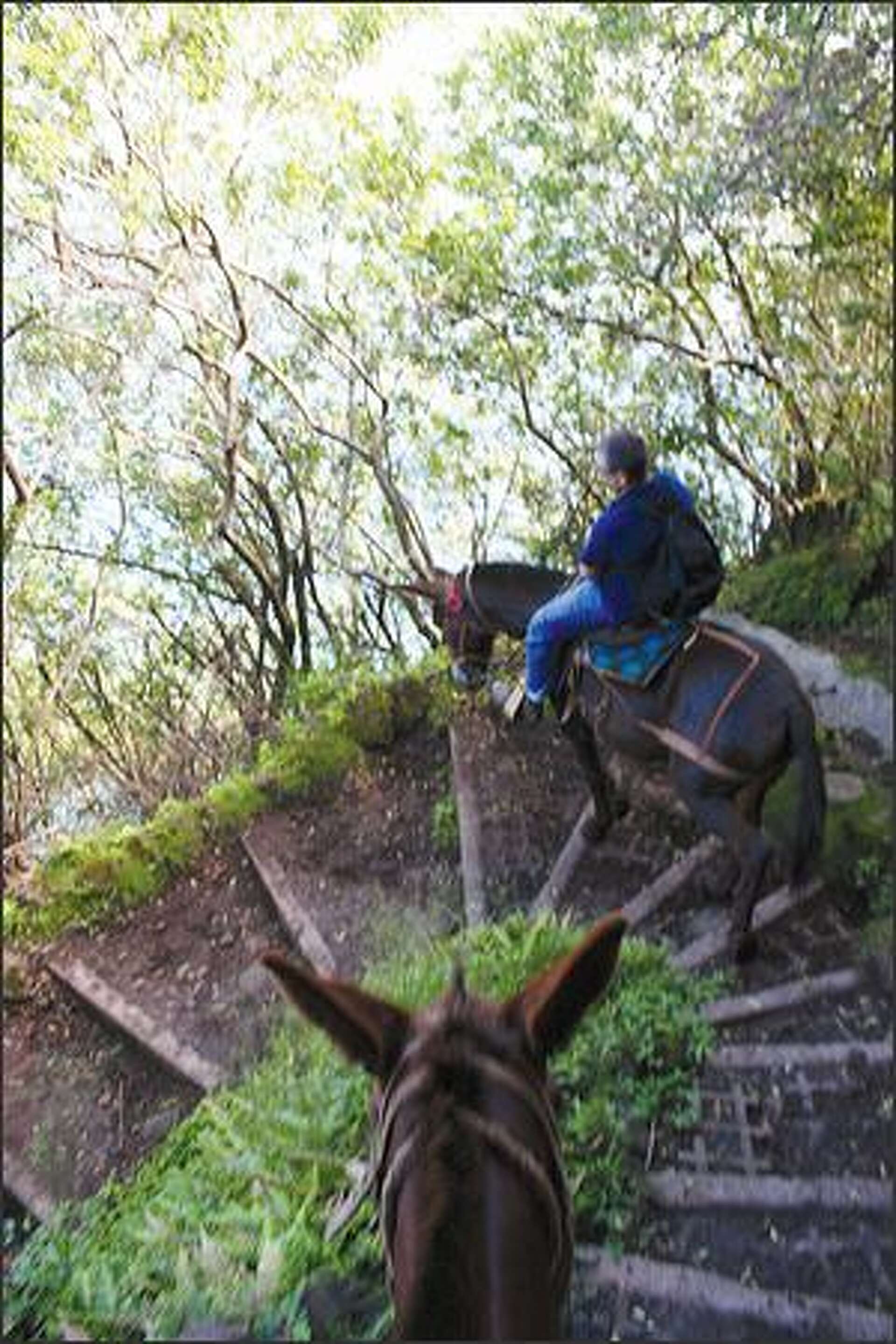 Mule Ride: A taxing descent to a legendary peninsula