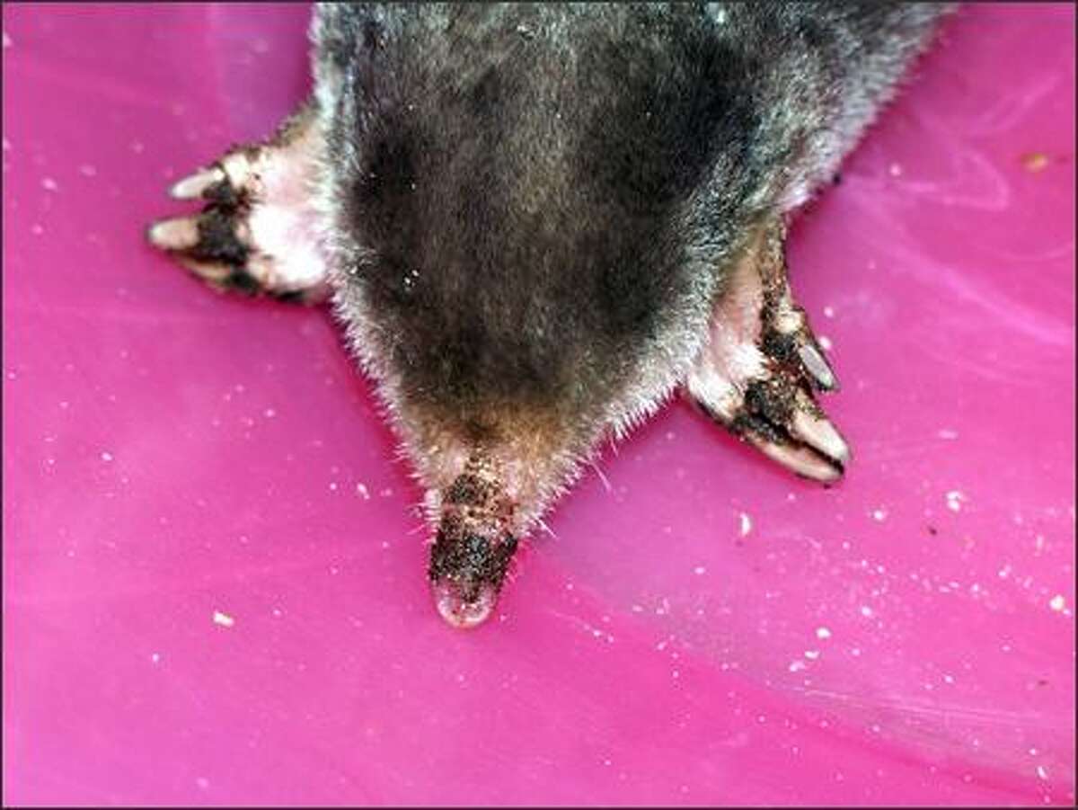Ann's Organic Garden: A gentler way to discourage moles