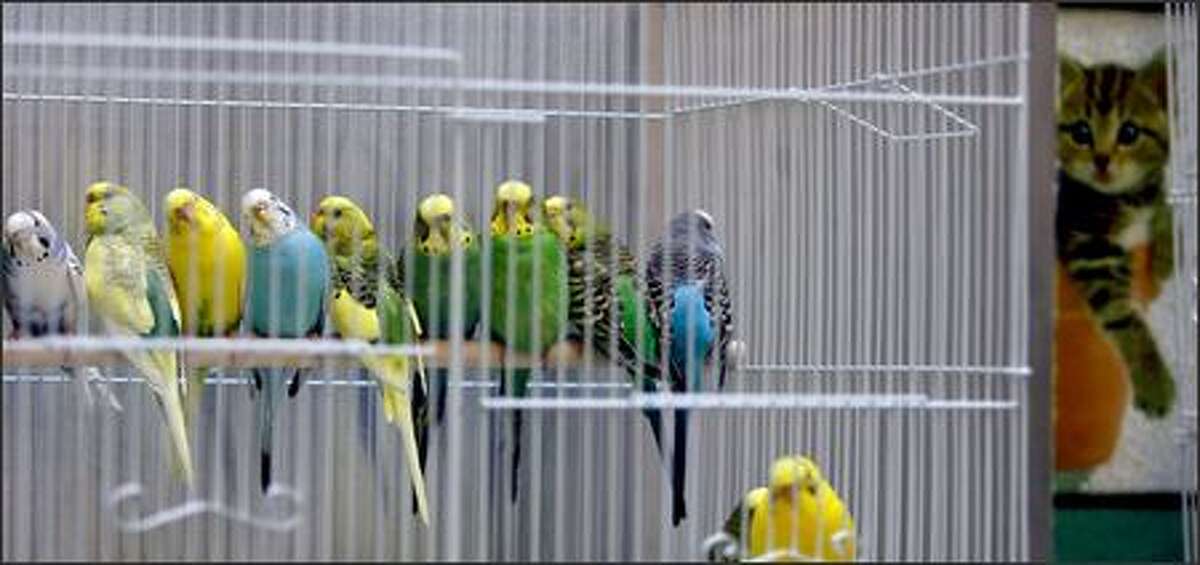 110 parakeets taken from man; up for adoption