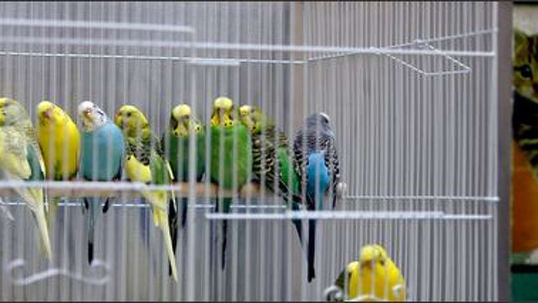 110 parakeets taken from man; up for adoption