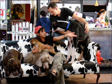 Seattle doggie daycare stars in new reality show