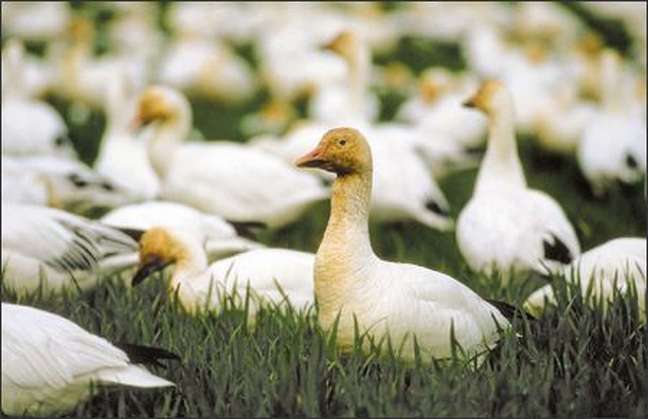 Short Trips: Breathtaking views and wildlife await visitors to Ladner, B.C.