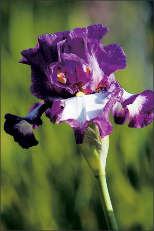 NW Gardens: The seductive call of the iris