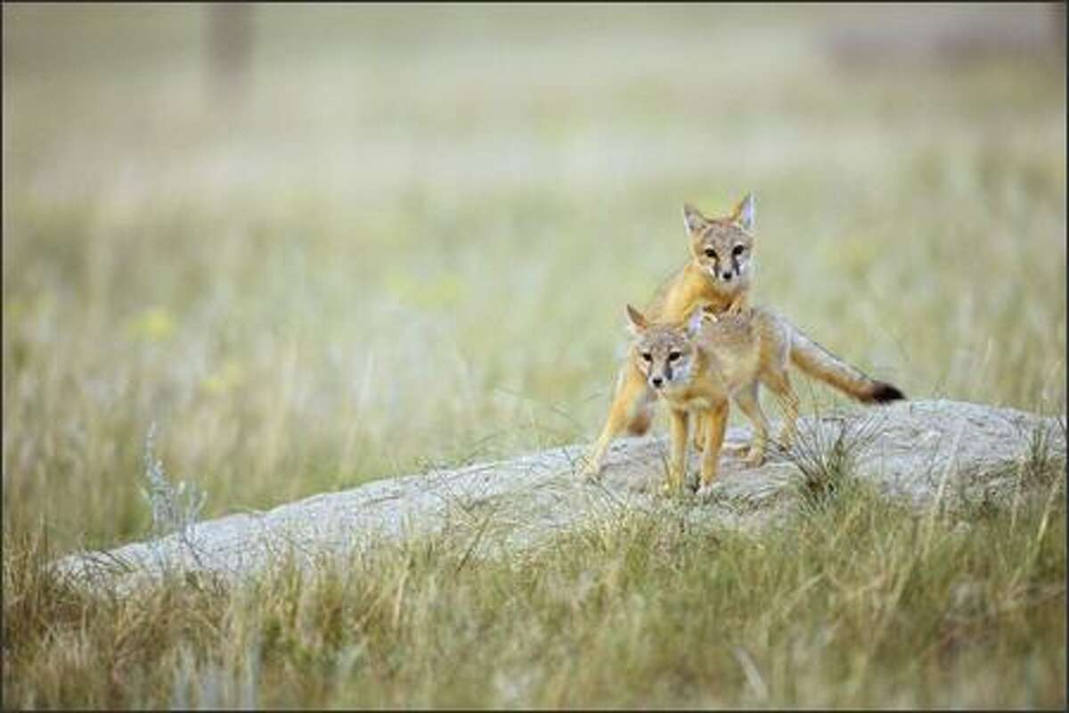 A Burke Museum photo exhibit is part of a plan to save the Rockies