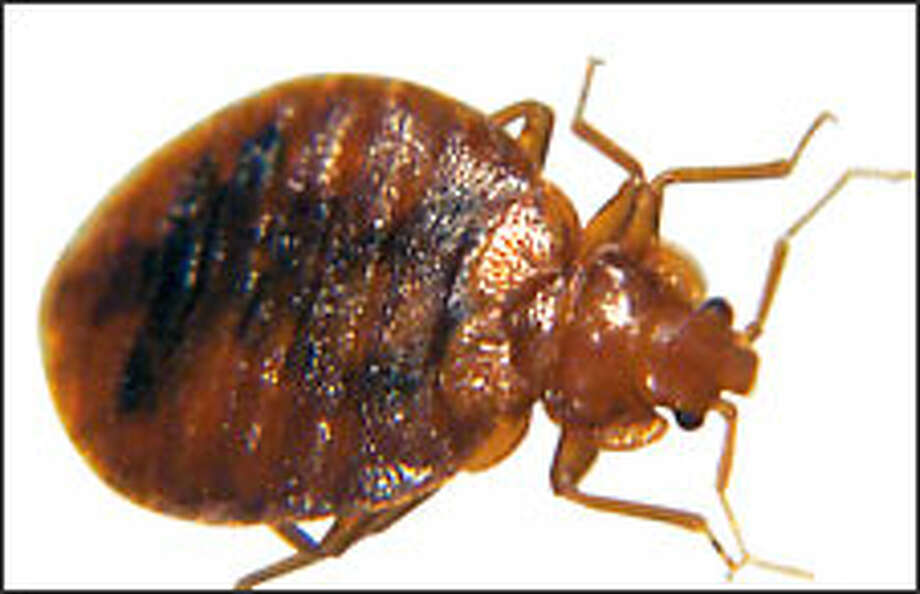 Bed bugs on the rise – even in fancy hotels - seattlepi.com