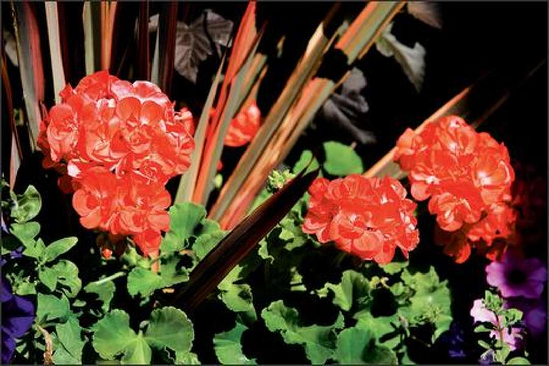 Northwest Gardens: 'Geraniums' are busting out all over