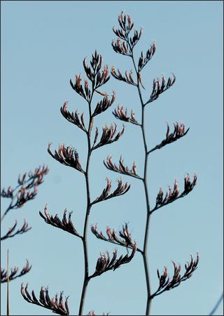 Blooming New Zealand flax plants are a rare, and eye-catching, treat