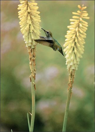 NW Gardens: Habitats birds will be wild about