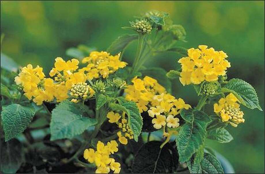 Plant Pick: Lantana camara 'Dwarf Yellow' - seattlepi.com