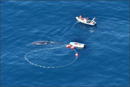 Whale dies after shooting, harpooning by Makah