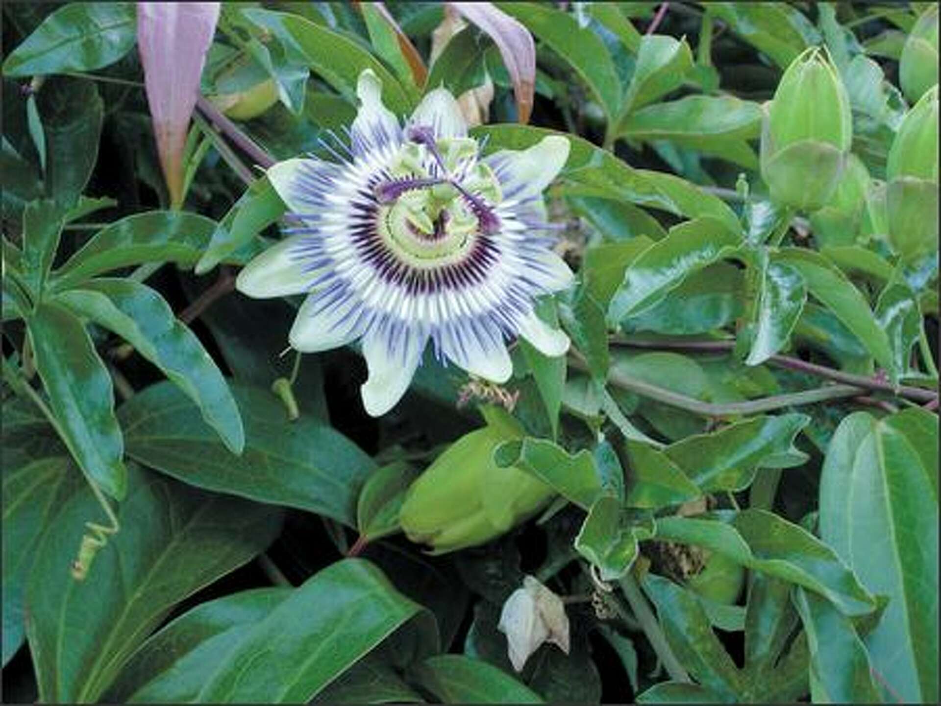 NW Gardens: Spent shrubs lend support to showy September vines