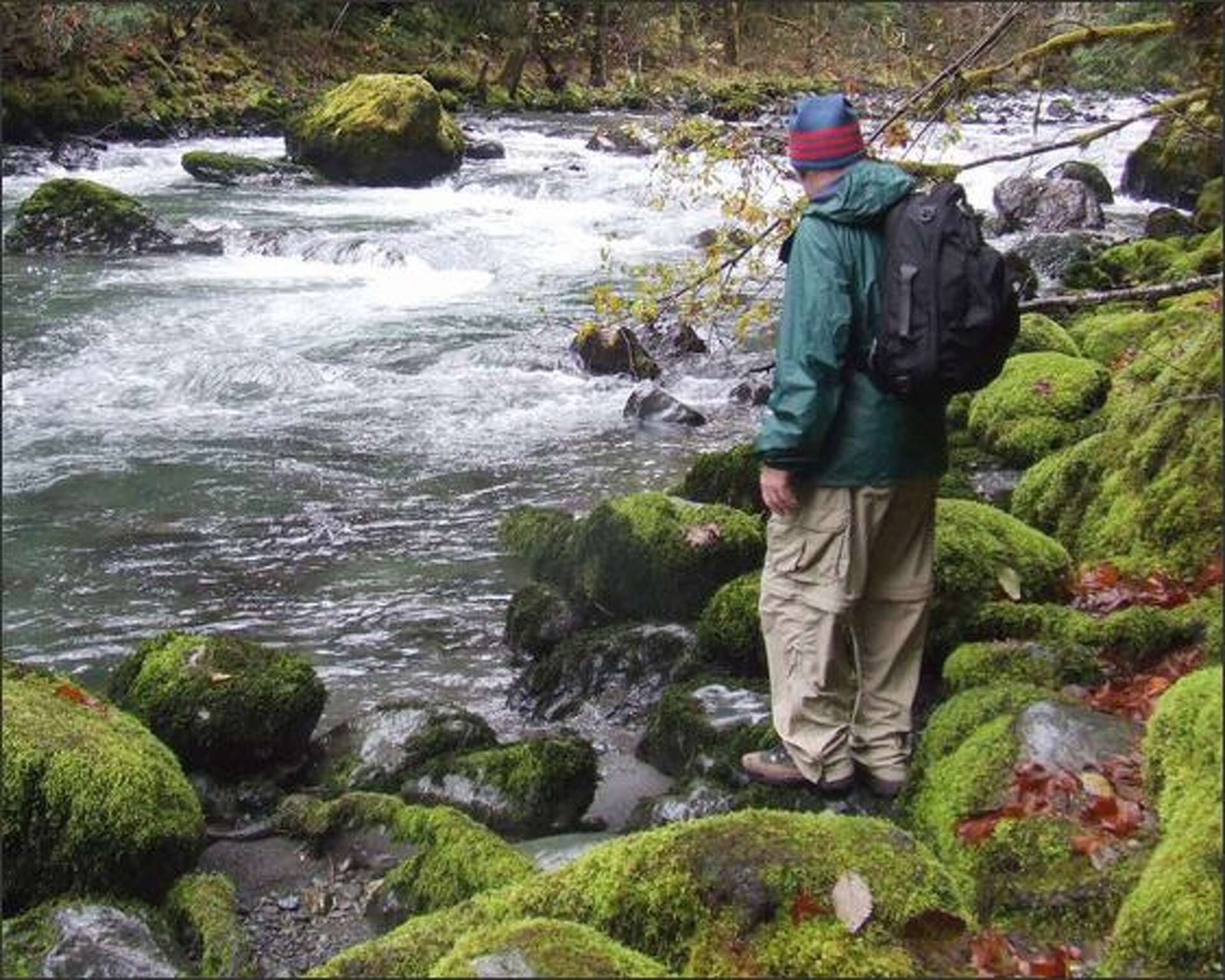 Hike Of The Week: Varied plant life abounds on Duckabush River Trail
