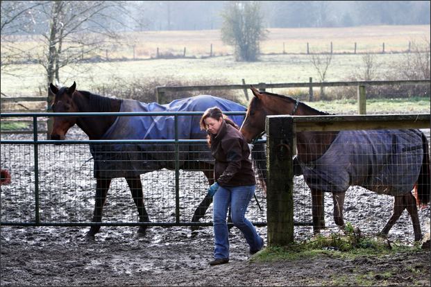 Second Chance Ranch gives rescued horses a leg up
