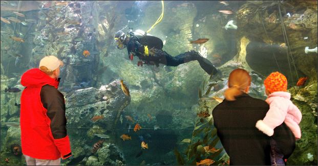 Short Trips: Renovated Seattle Aquarium offers an outing with lots of depth