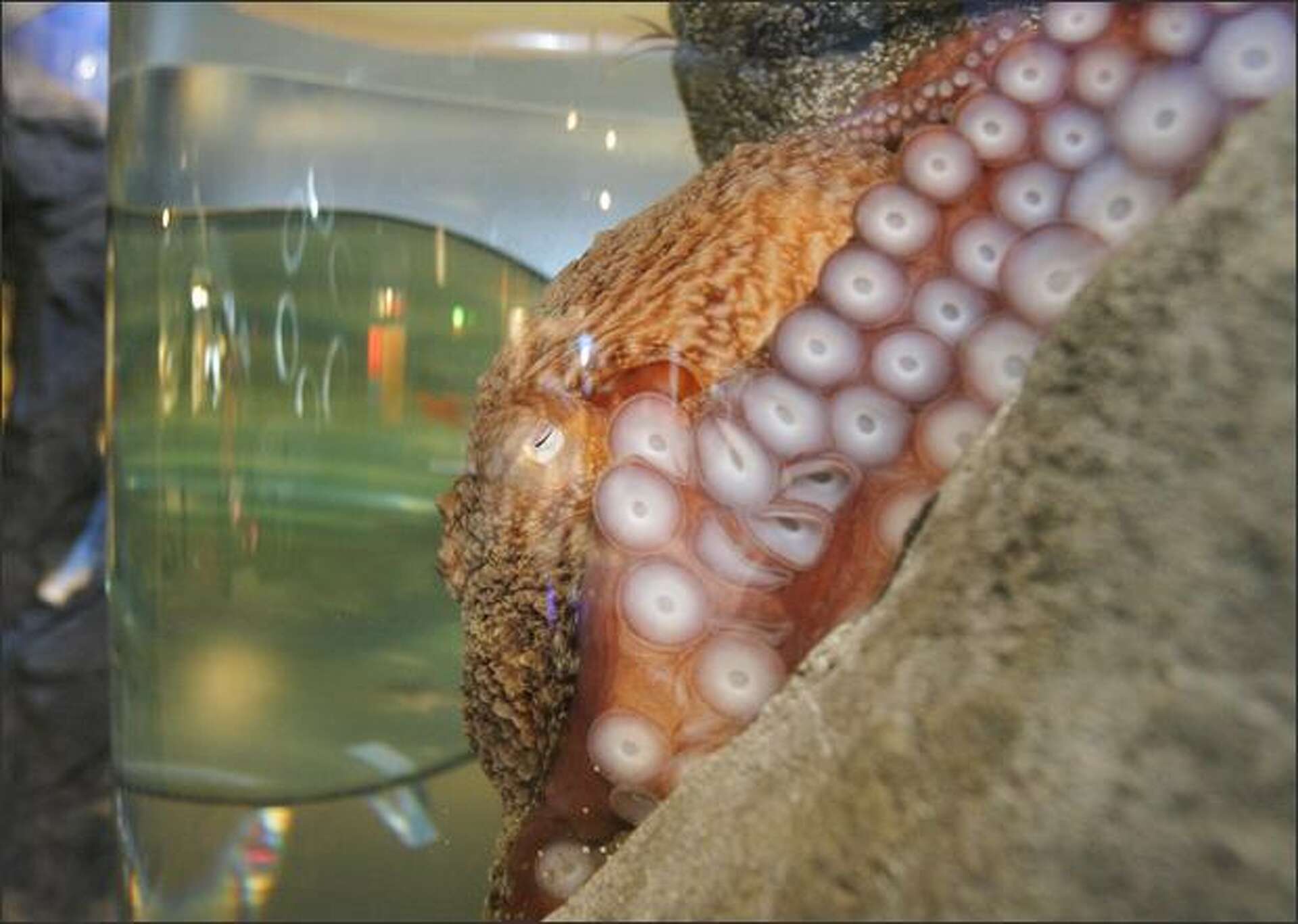 Short Trips: Renovated Seattle Aquarium offers an outing with lots of depth