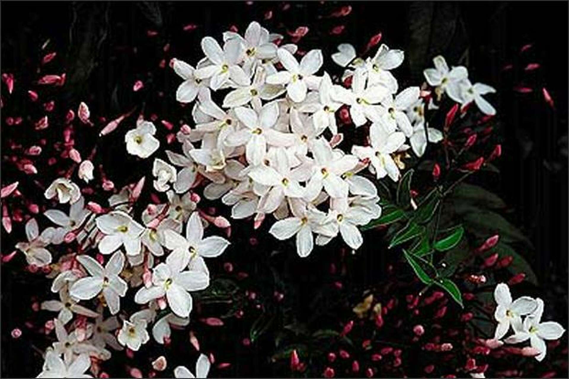 Simple regimen keeps jasmine thriving