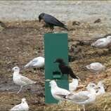 Under The Needle: A vending machine to crow about ... - seattlepi.com